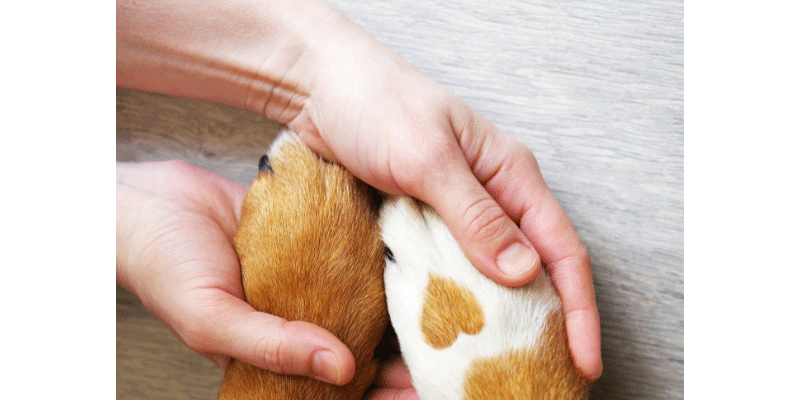 Petsecure Pet Insurance